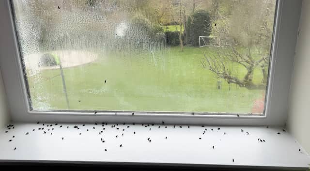 Protecta Pest Control