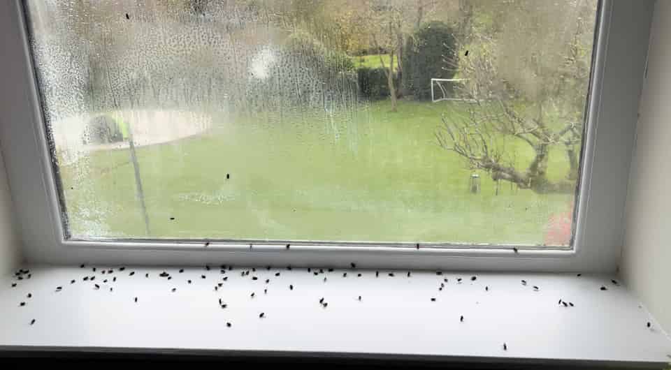 Protecta Pest Control